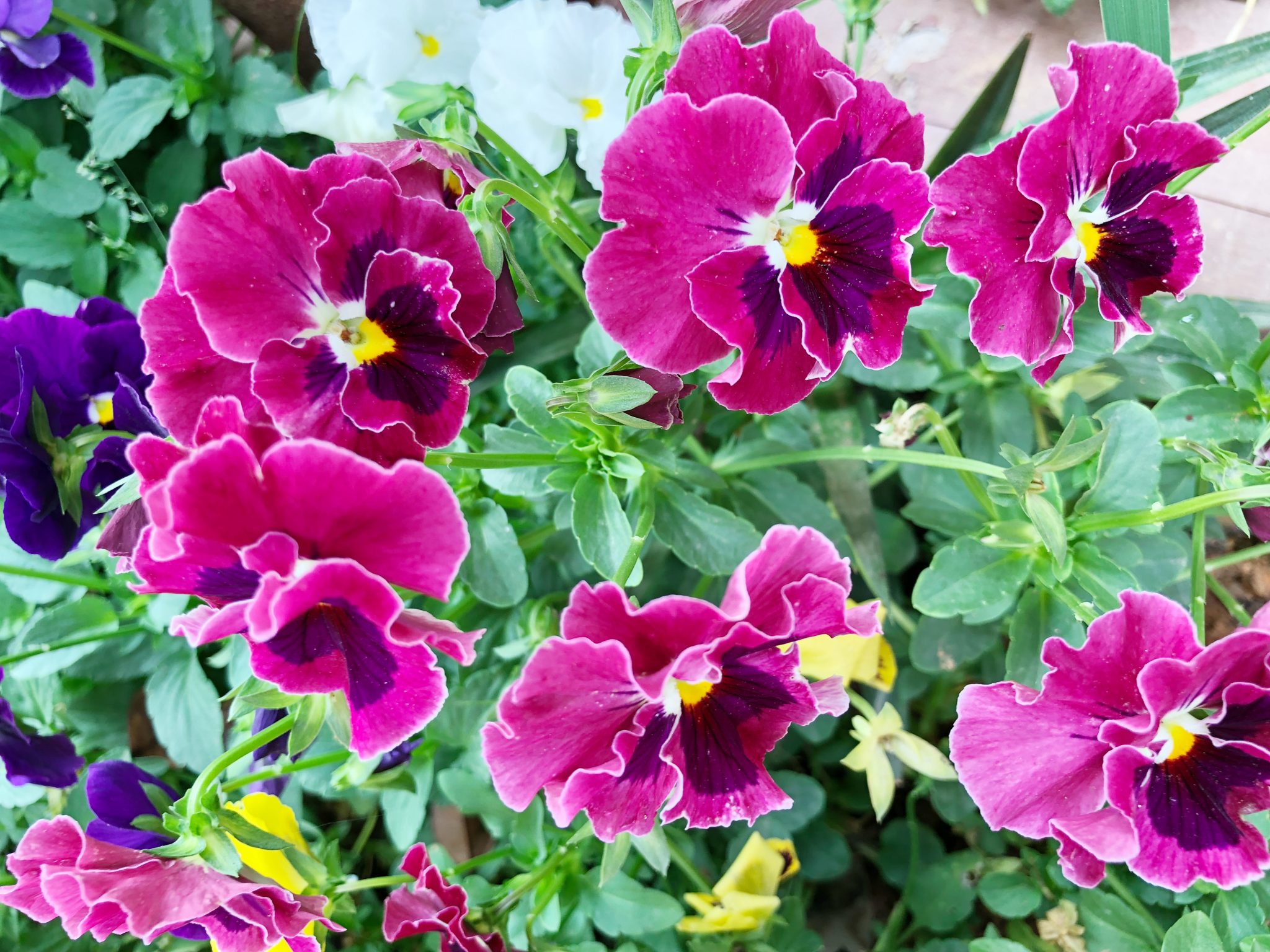 Perfect Plants For A Thriving Fall Garden - Clearissa Coward's Command ...