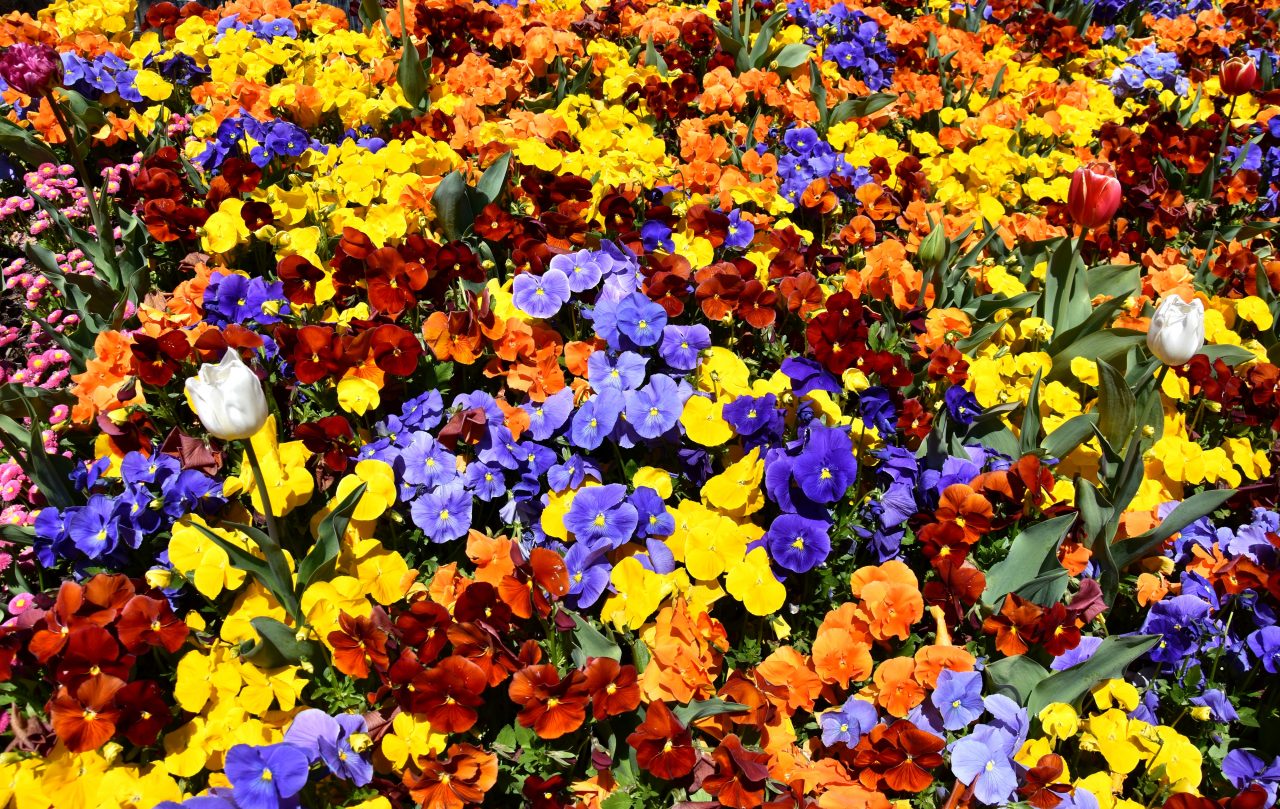 Perfect Plants For A Thriving Fall Garden - Clearissa Coward's Command ...